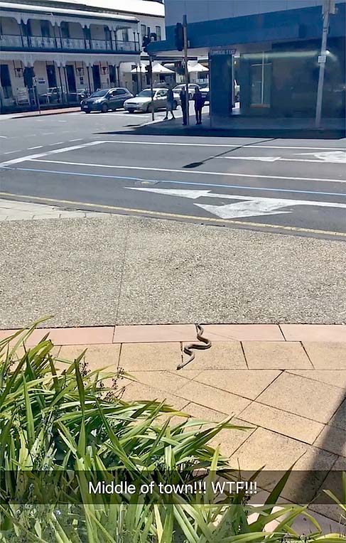 Snake spotted in city centre - The Border Watch
