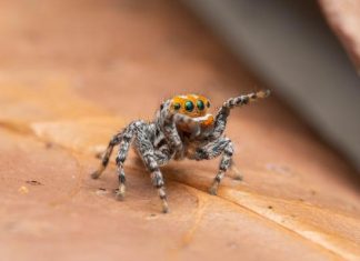 Finding Nemo: New jumping spider discovered in region - The Border Watch