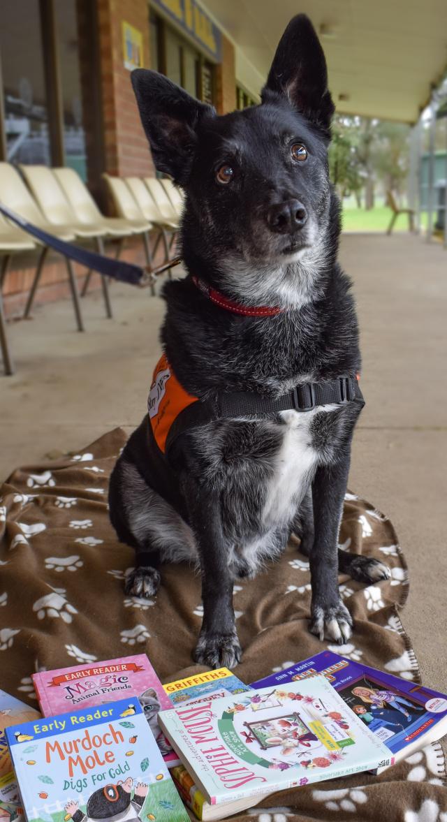 Story Dogs helping students to read - The Border Watch