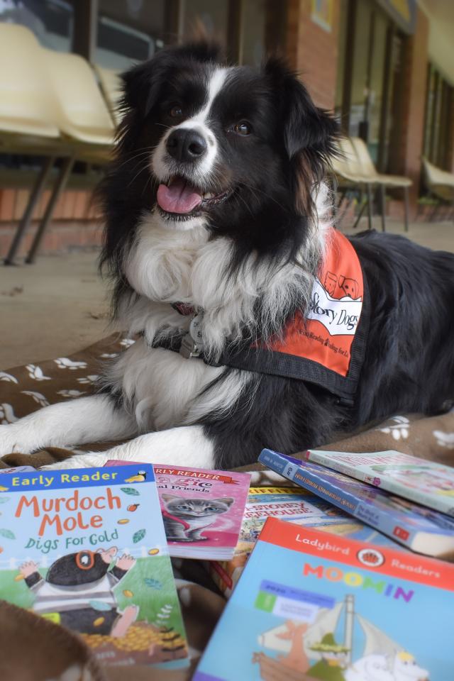 Story Dogs helping students to read - The Border Watch