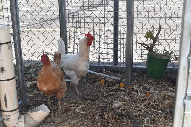 New chook house for center - The Border Watch