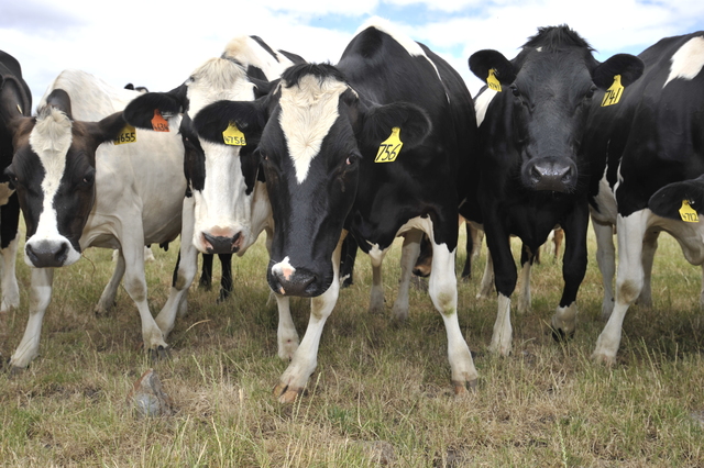 International Dairy Week line up - The Border Watch